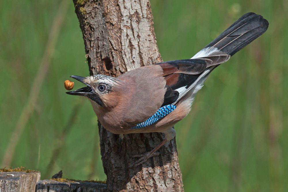 Der Dieb Foto & Bild | tiere, wildlife, wild lebende vögel Bilder auf ...