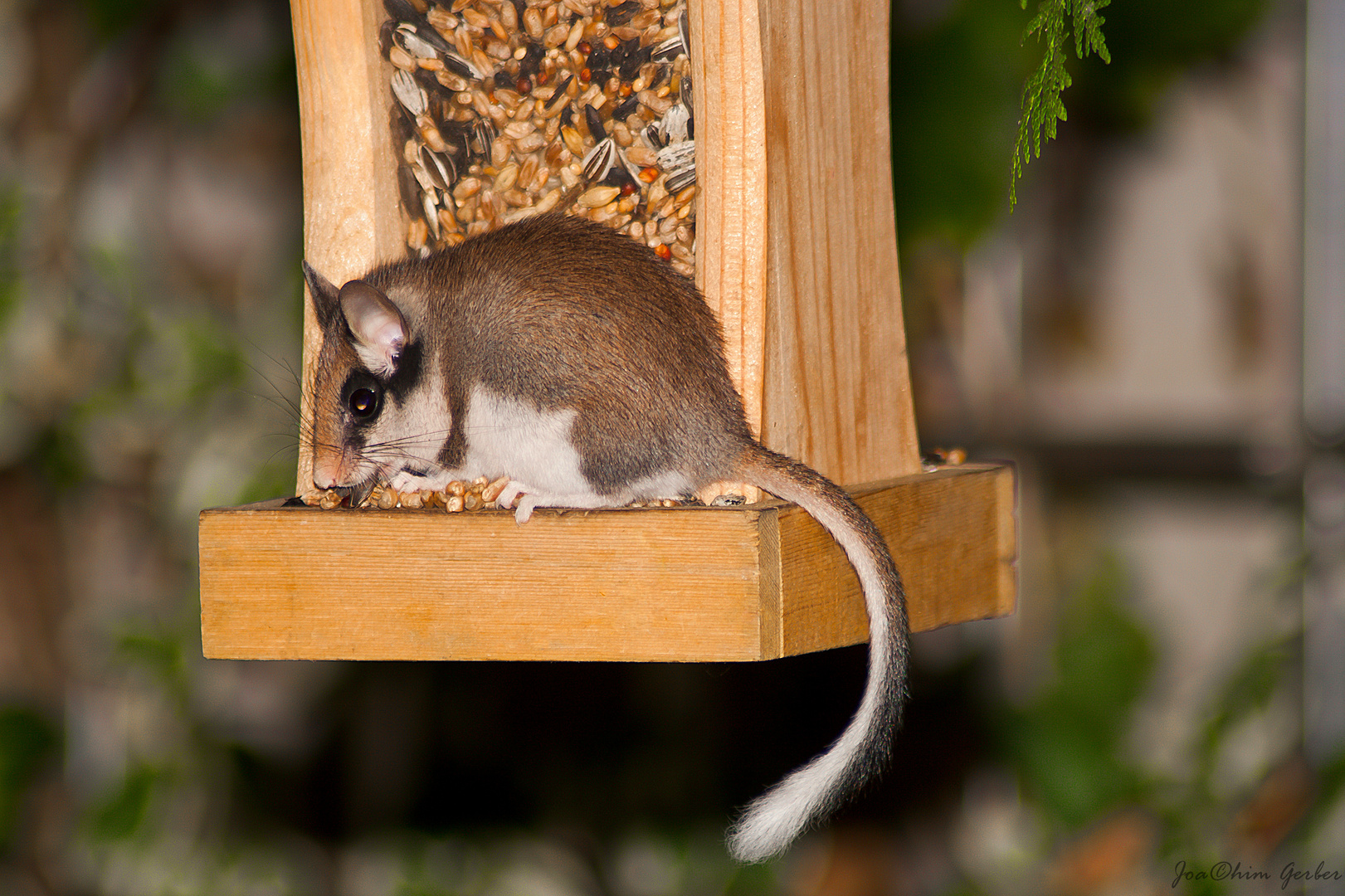 Der Dieb kommt in der Dunkelheit! Foto & Bild | tiere, wildlife ...