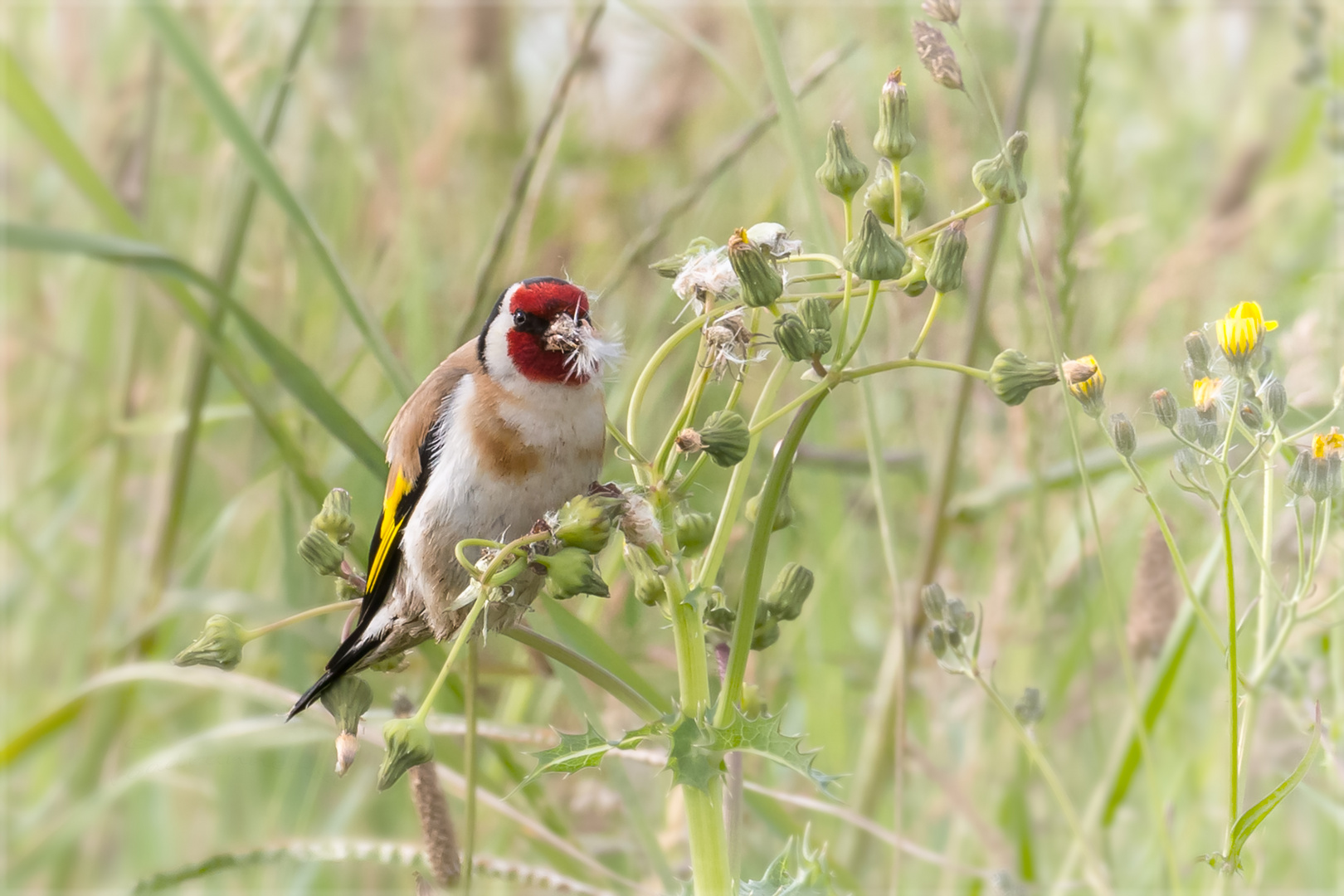 Der Distelfink Foto & Bild | finken, natur, vogel Bilder auf fotocommunity
