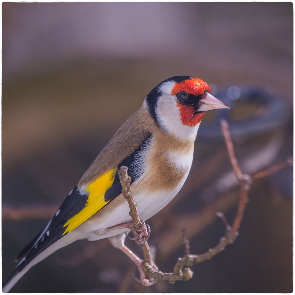 Der Distelfink Foto & Bild | tiere, wildlife, wild lebende vögel Bilder ...