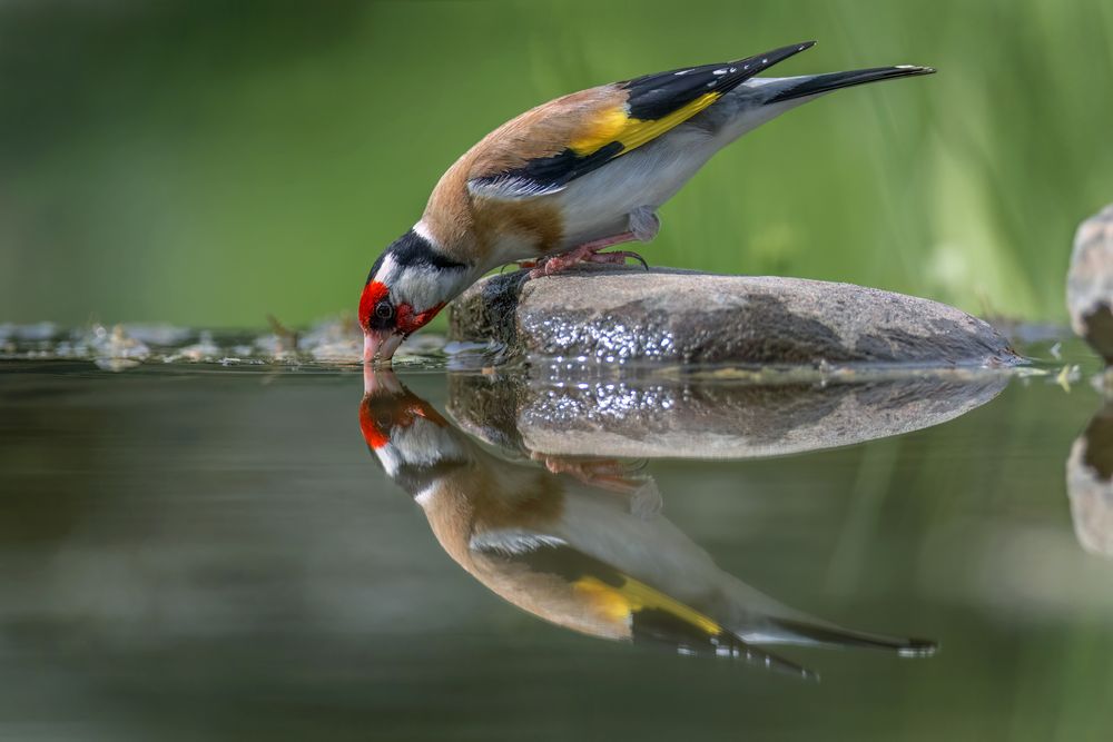 Der Distelfink... Foto & Bild | natur, tiere, vögel Bilder auf ...