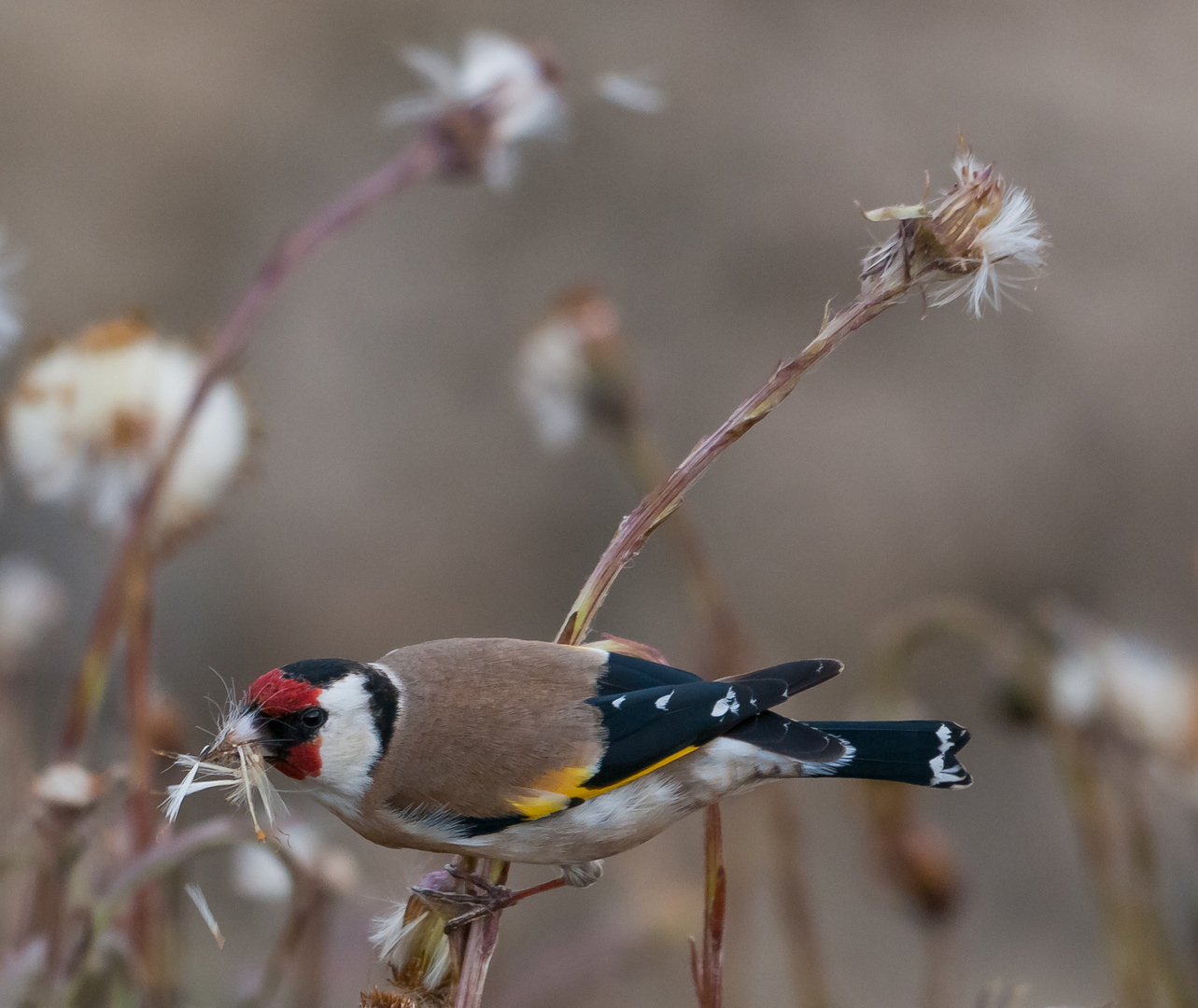 Der Distelfink Foto & Bild | tiere, wildlife, wild lebende vögel Bilder ...