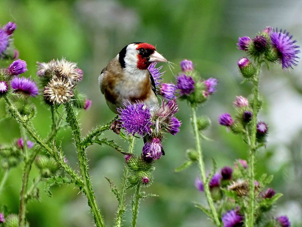 Der Distelfink Foto & Bild | tiere, wildlife, wild lebende vögel Bilder ...
