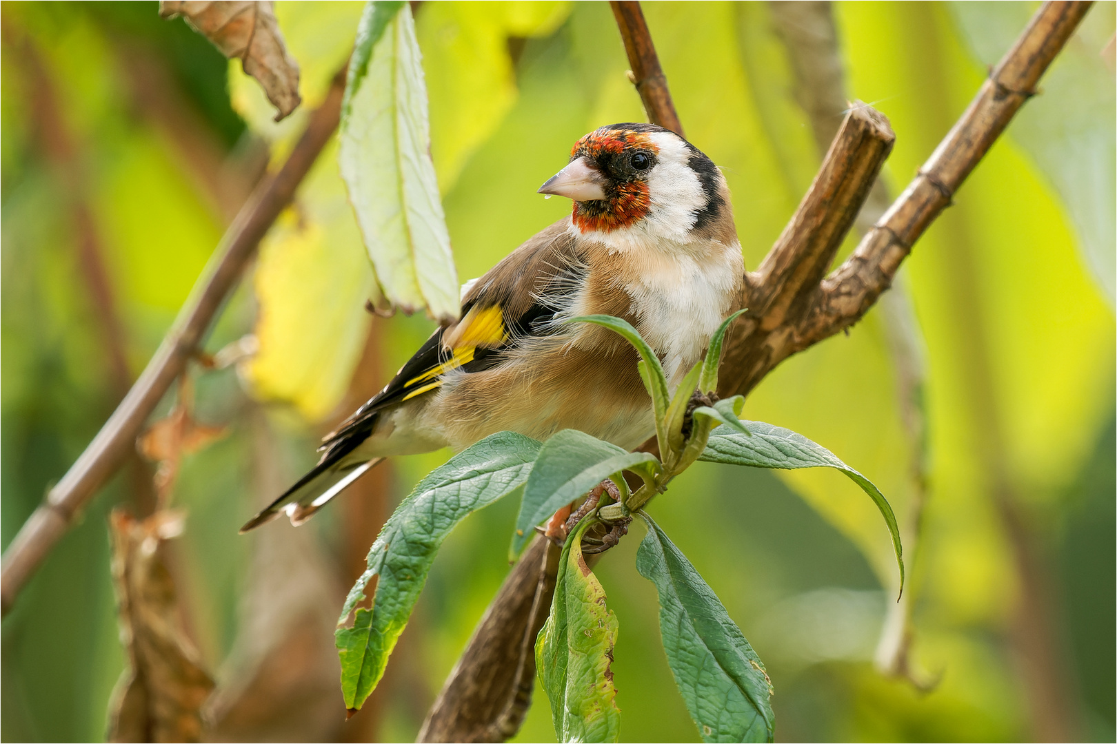 der Distelfink auch Stieglitz genannt ..... Foto & Bild | tiere ...