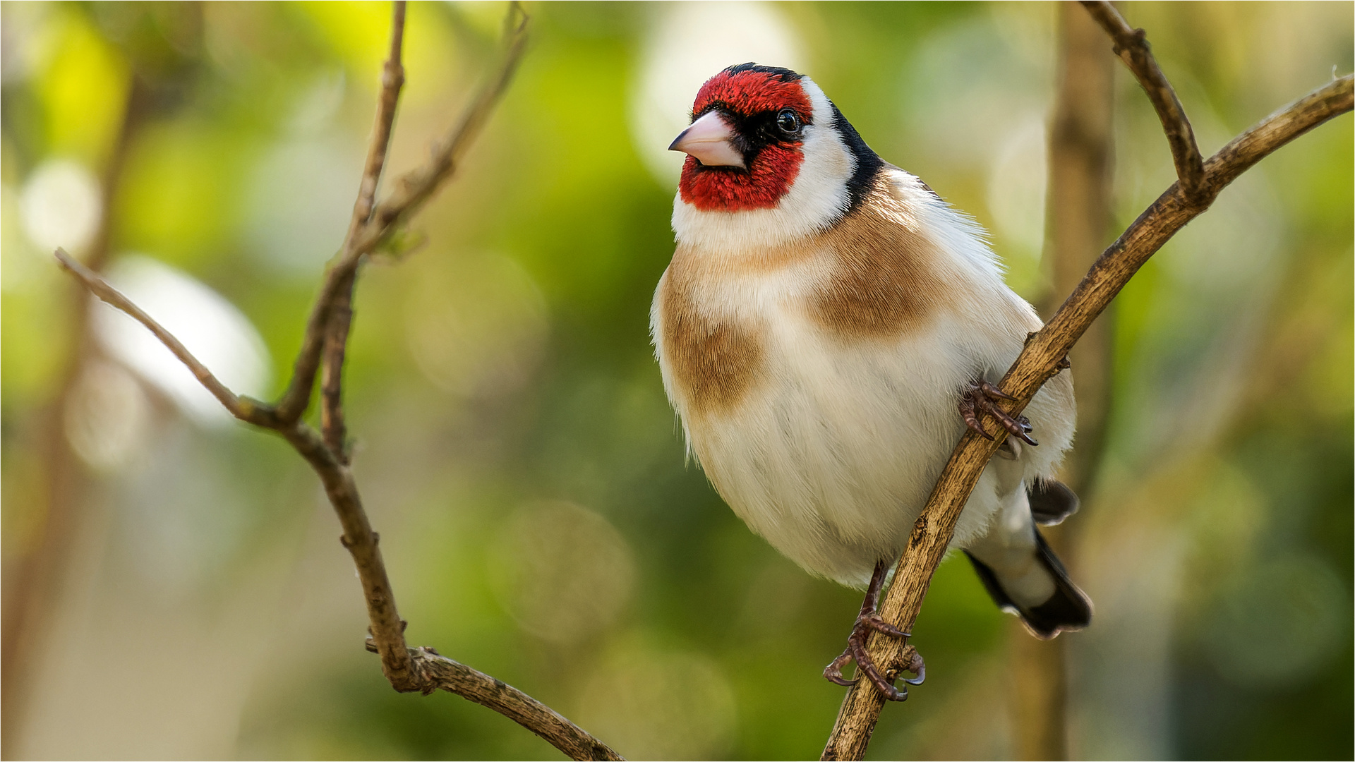 der Distelfink, auch Stieglitz genannt ..... Foto & Bild | tiere ...