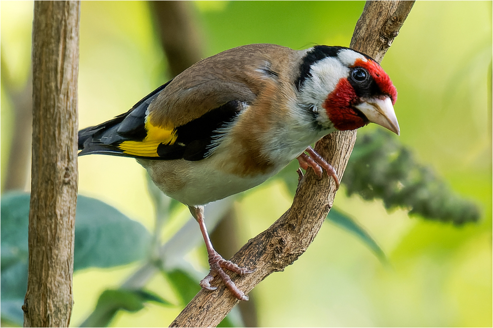 der Distelfink auch Stieglitz genannt ..... Foto & Bild | natur, tiere ...