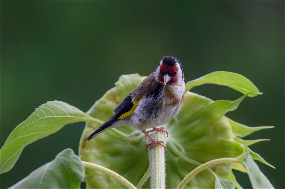 Der Distelfink Foto & Bild | tiere, wildlife, wild lebende vögel Bilder ...