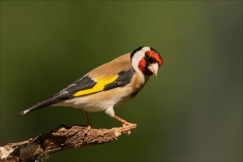 Der Distelfink-Stieglitz Foto & Bild | tiere, wildlife, wild lebende ...