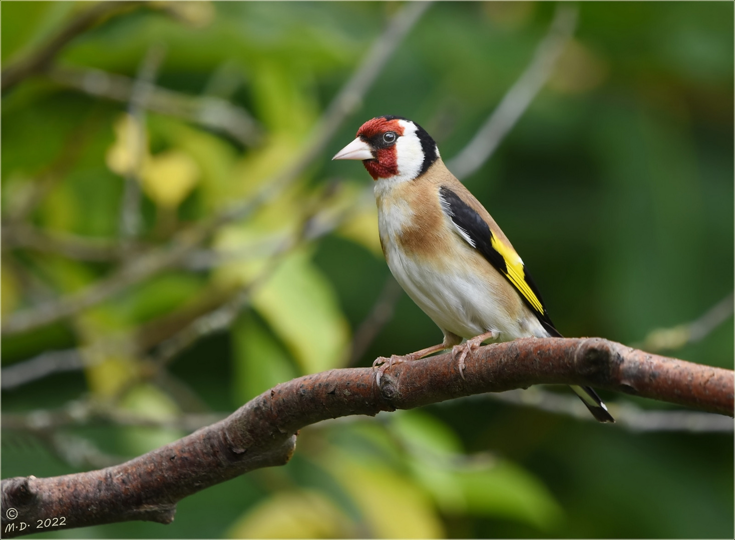 Der Distelfink (Stieglitz) ... Foto & Bild | tiere, wildlife, wild ...