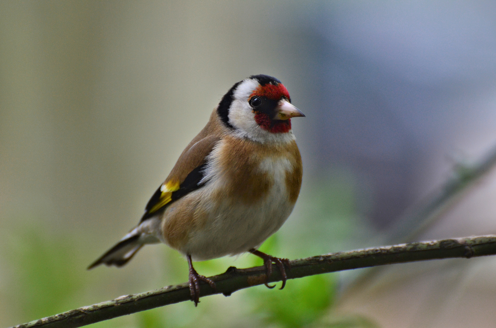 Der Distelfink.....(oder Stieglitz) Foto & Bild | frühling, natur ...
