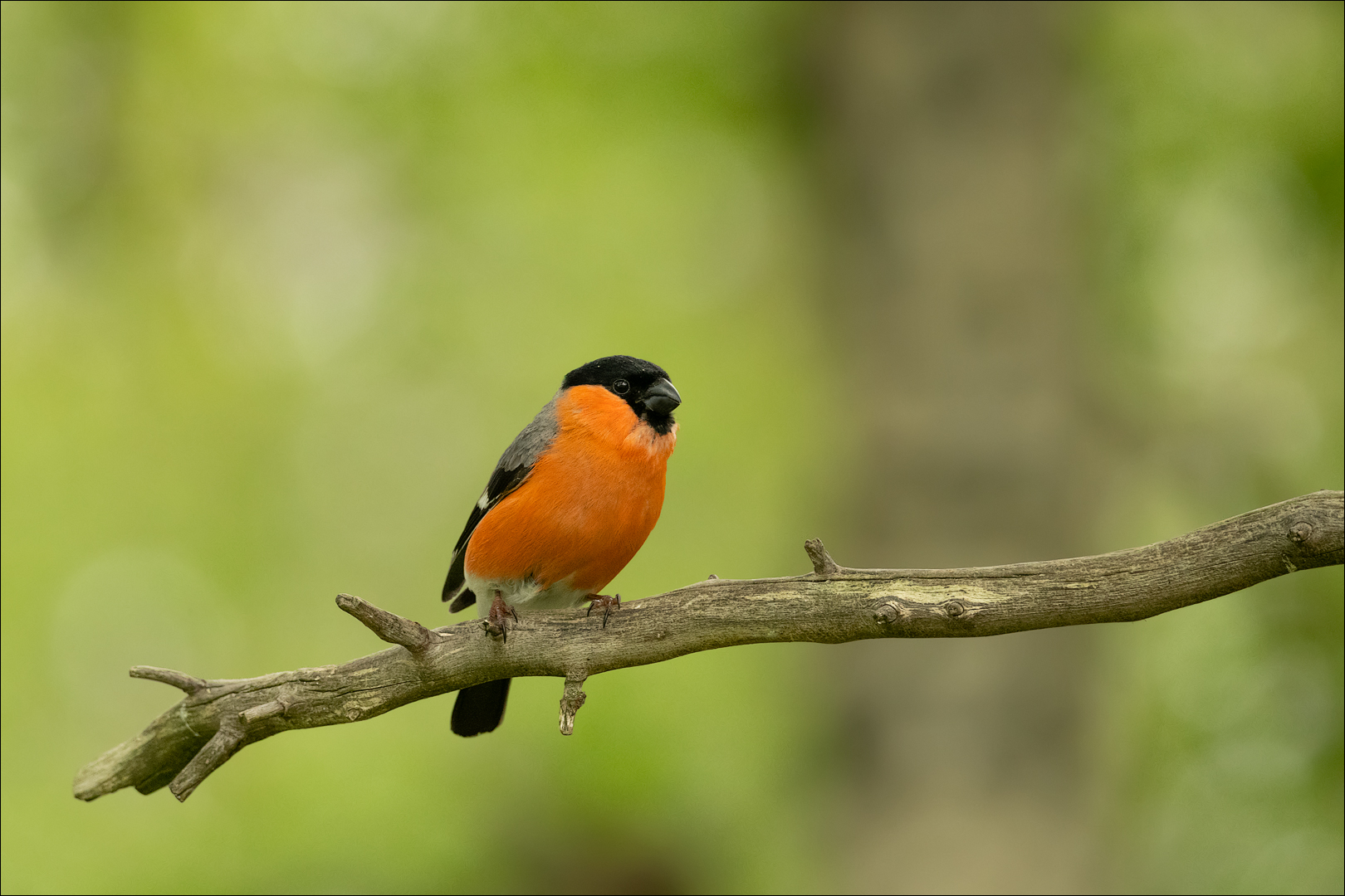 Der Dompfaff oder auch Gimpel Foto & Bild | tiere, wildlife, wild ...