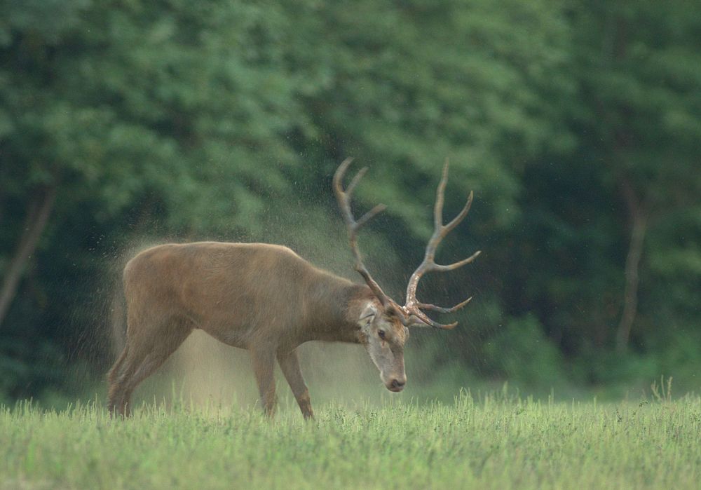 Der Dreck muß weg Foto & Bild | tiere, wildlife, säugetiere Bilder auf ...