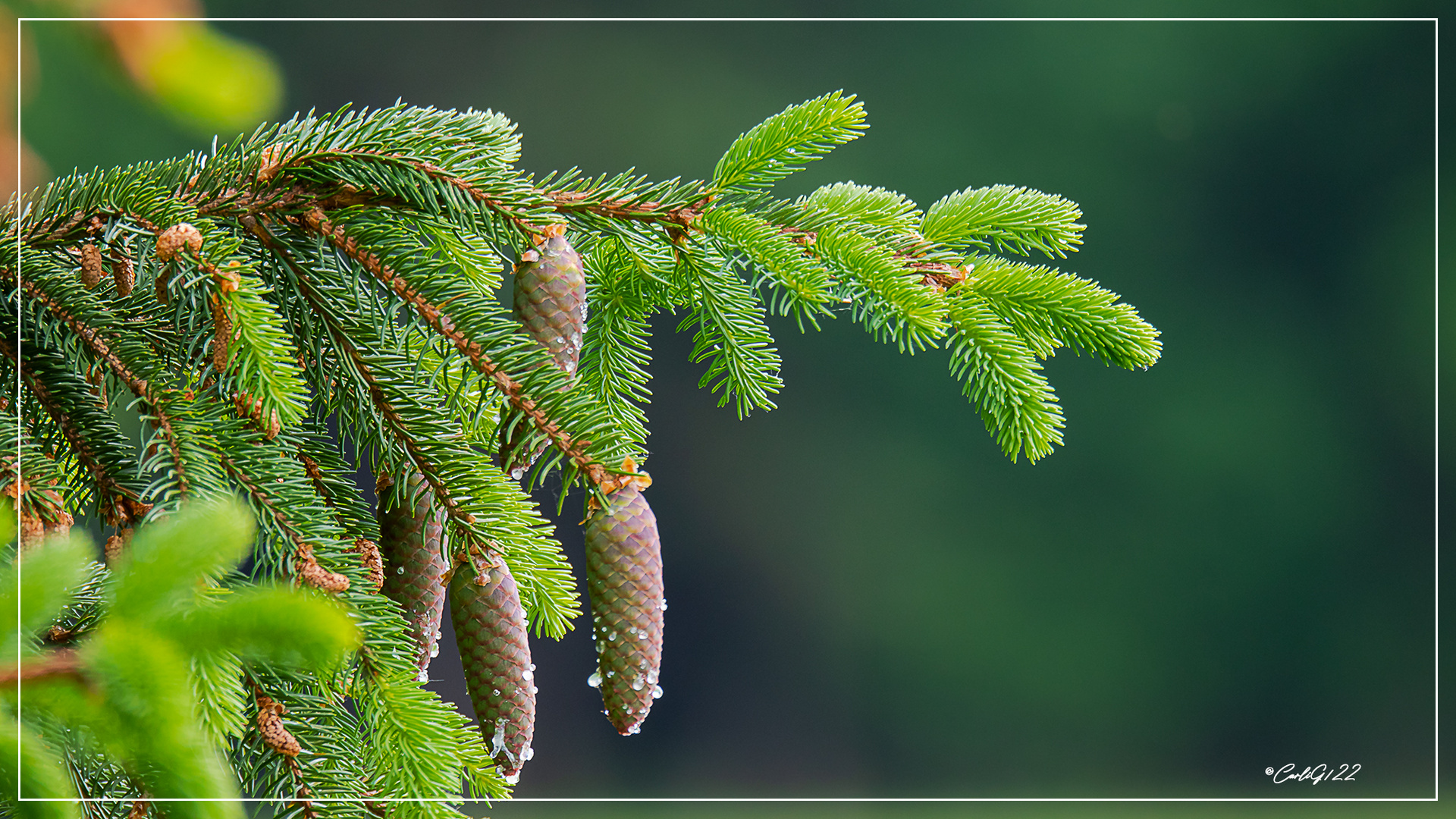 Der Duft vom Wald Foto & Bild | sommer, bäume, natur Bilder auf ...
