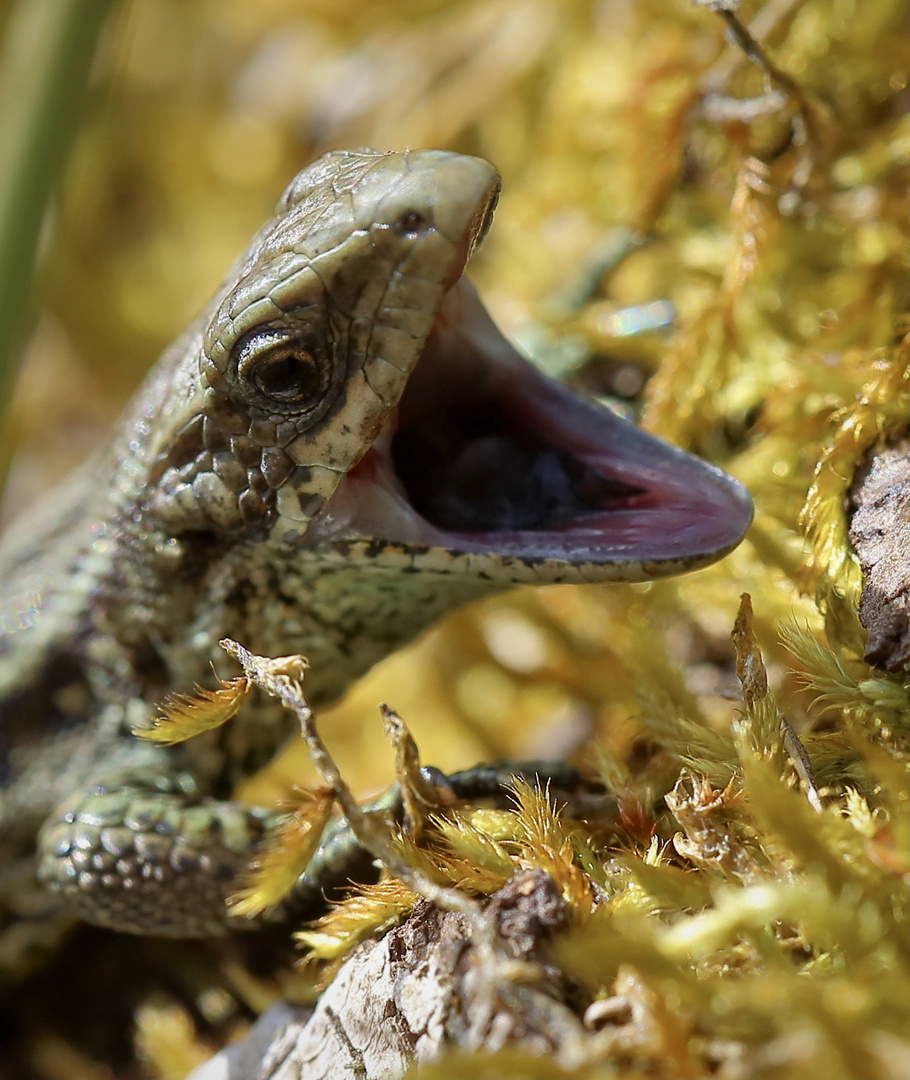„Der (Echsen-)Schrei“... Foto & Bild | outdoor, makro, macro Bilder auf ...