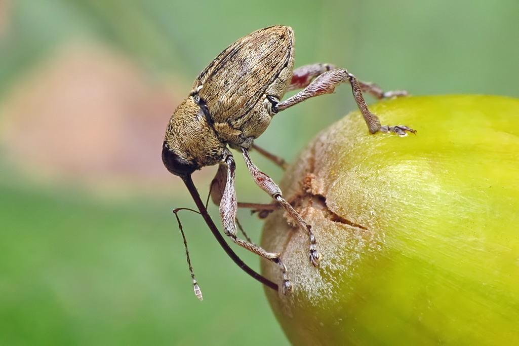 der Eichelbohrer ... Foto & Bild | tiere, wildlife, insekten Bilder auf fotocommunity