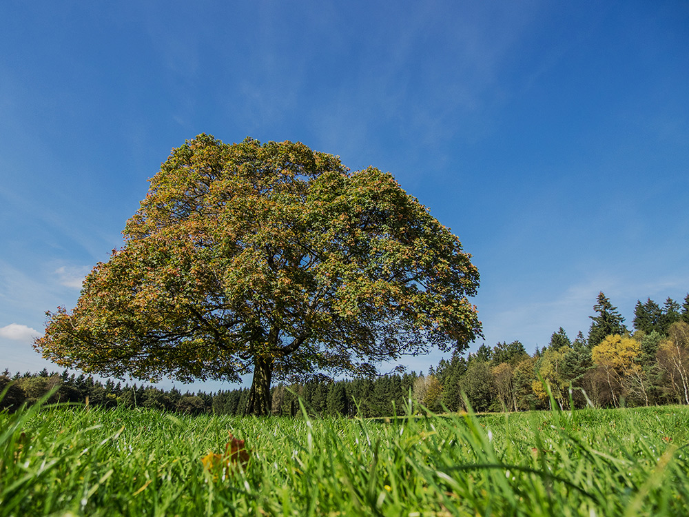der eichenbaum...... Foto & Bild | natur-panorama, natur-kreativ ...