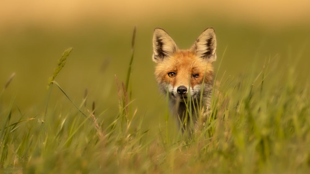 der einäugige Fuchs Foto & Bild | natur, tiere, wildlife Bilder auf ...