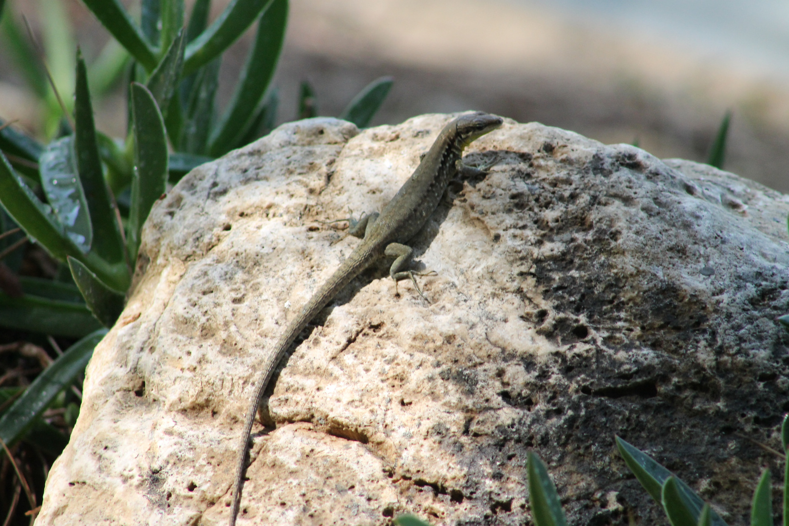 Der eine Gecko Foto & Bild | tiere, wildlife, amphibien & reptilien ...