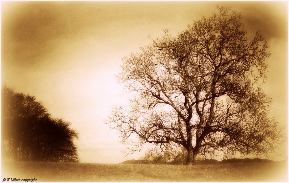 Der einsame Baum Foto & Bild | fotomontage, landschaften, fotos Bilder auf fotocommunity