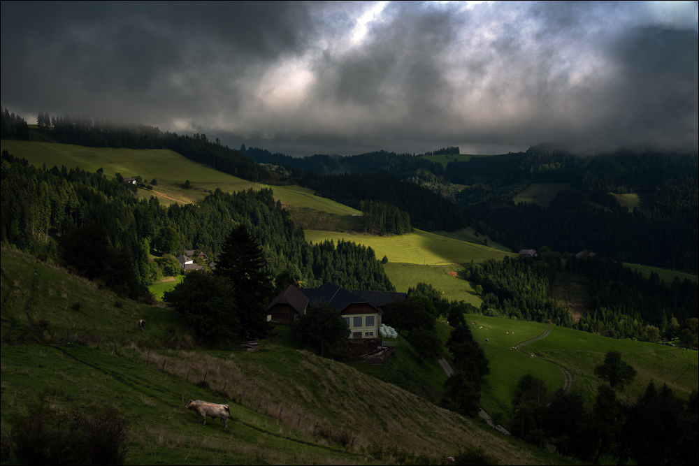 der einsame Bulle Foto & Bild | landschaft, lebensräume, mein ...