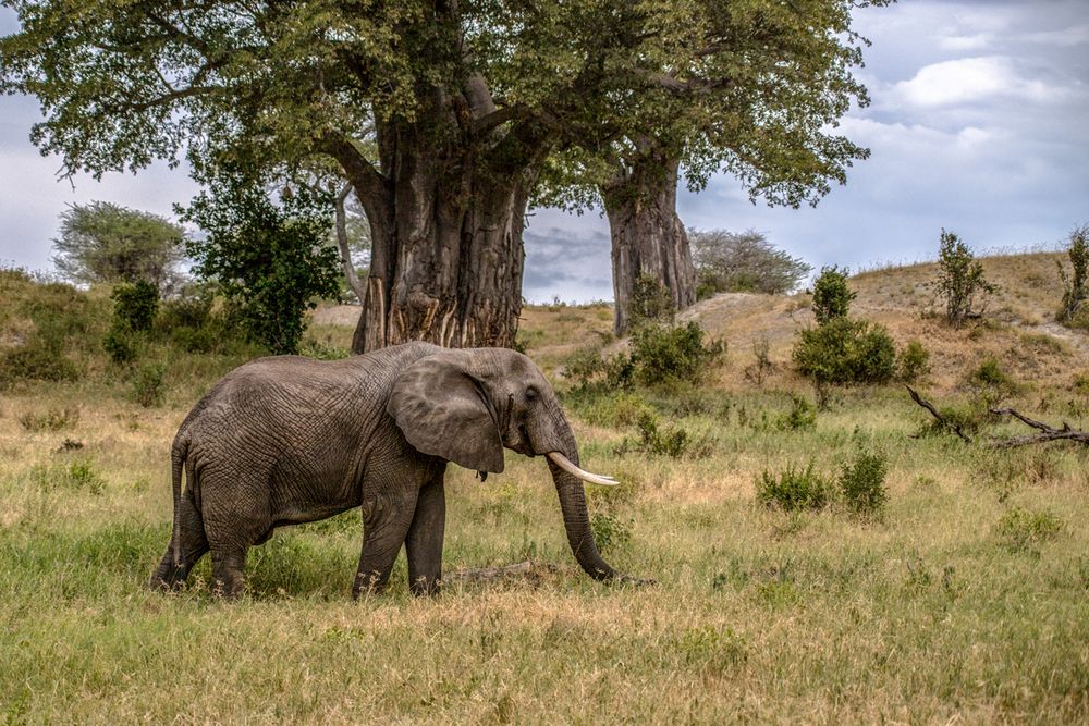 Der einsame Bulle Foto & Bild | tiere, wildlife, reisen Bilder auf ...