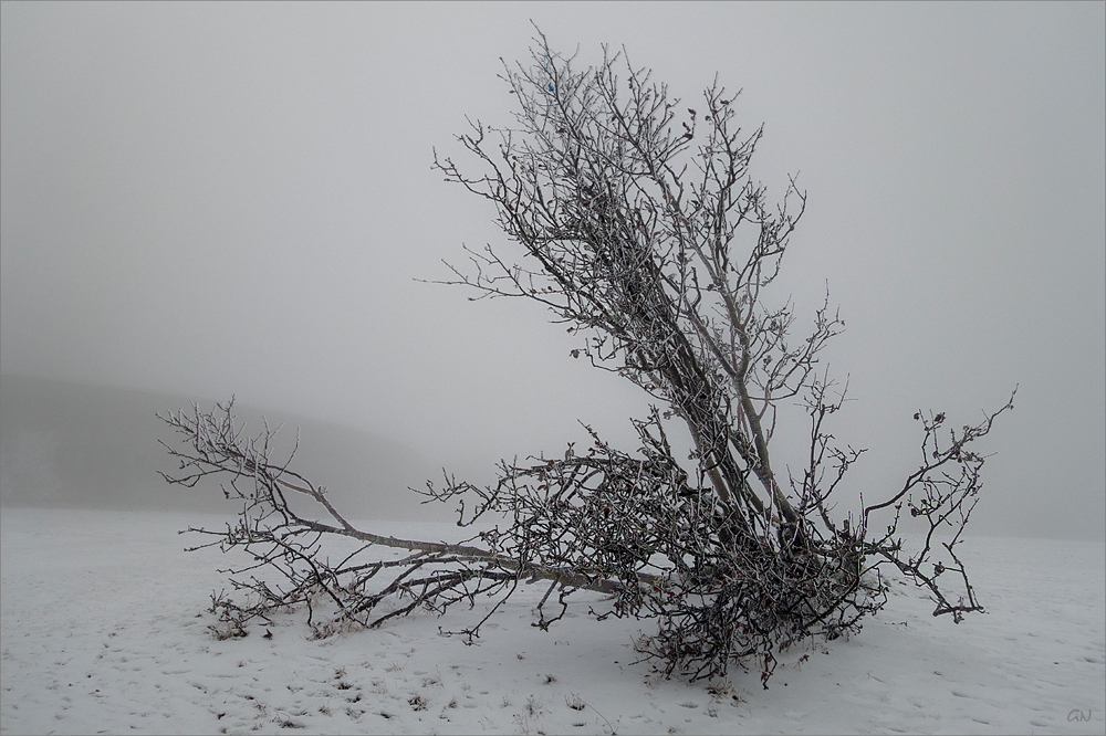 Der einsame Busch Foto & Bild | jahreszeiten, winter, natur Bilder auf ...