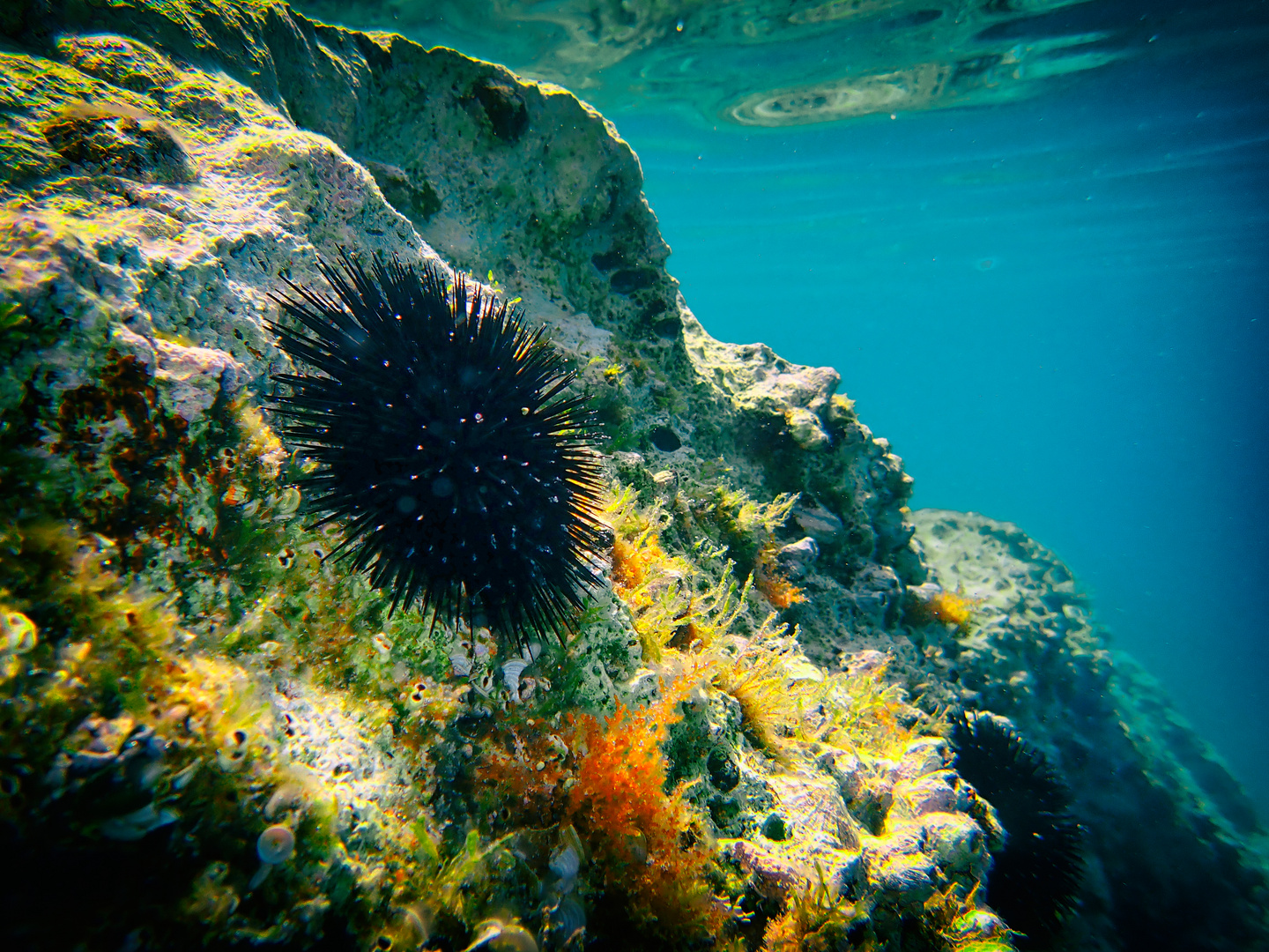 Der einsame Seeigel Foto & Bild | europe, balkans, tiere Bilder auf ...