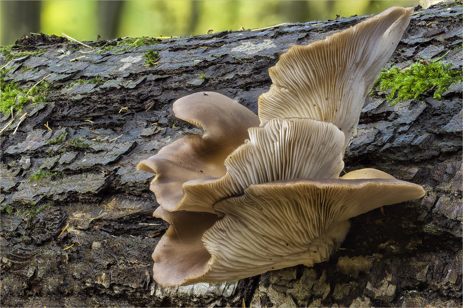 Der einzige Pilz im Wald.. Foto & Bild | pflanzen, pilze & flechten, pilze & flechten, pilzecke ...