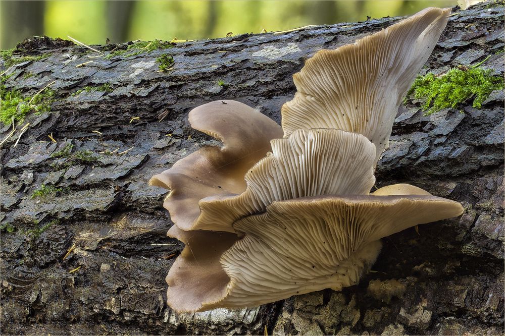 Der einzige Pilz im Wald.. Foto & Bild | pflanzen, pilze & flechten ...