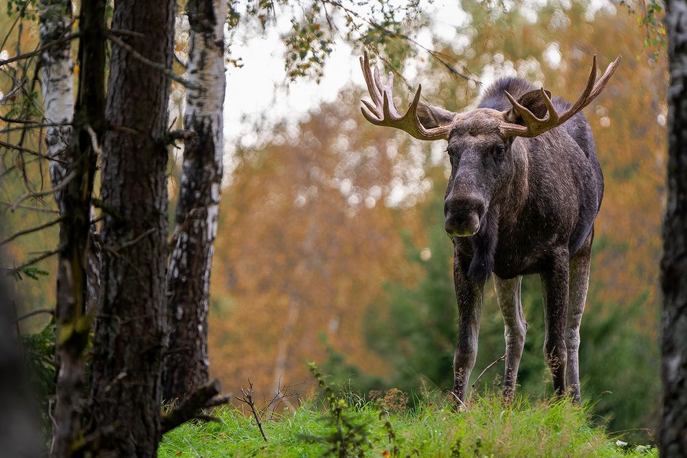 Der Elch ... Foto & Bild | tiere, wildlife, säugetiere Bilder auf ...