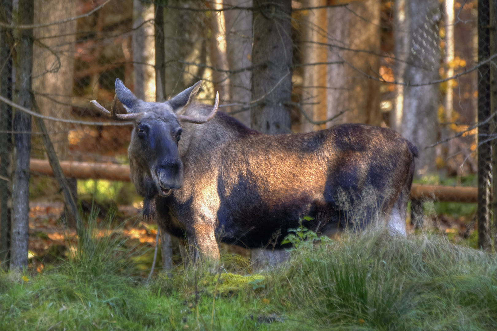 Der Elch lacht Foto & Bild | deutschland, europe, bayern Bilder auf ...