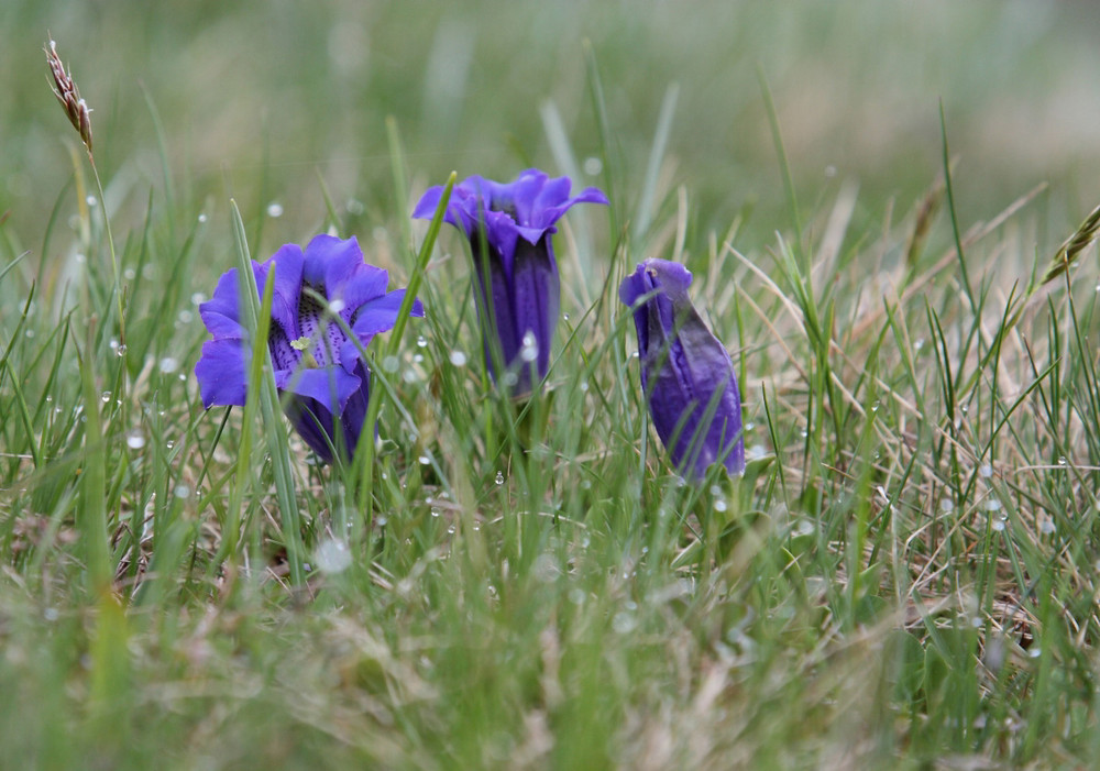 Der Enzian ist wieder da Foto & Bild | pflanzen, pilze & flechten ...