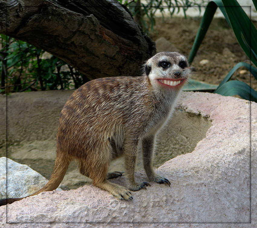 der Erdmann Foto & Bild | emotionen, freude, kunstvolles Bilder auf ...