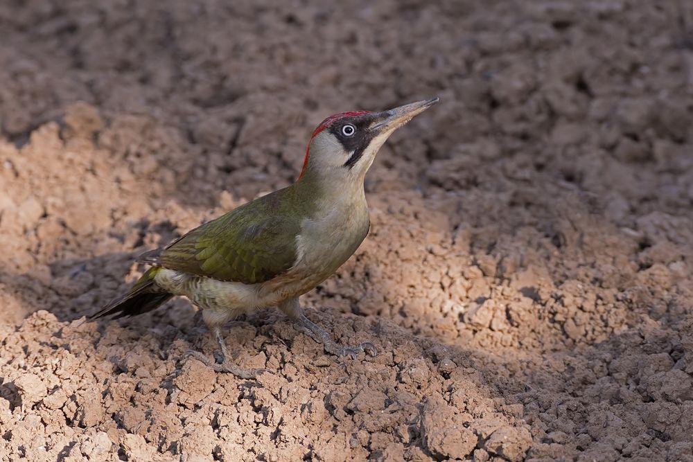 Der Erdspecht. Foto & Bild | tiere, wildlife, wild lebende vögel Bilder ...