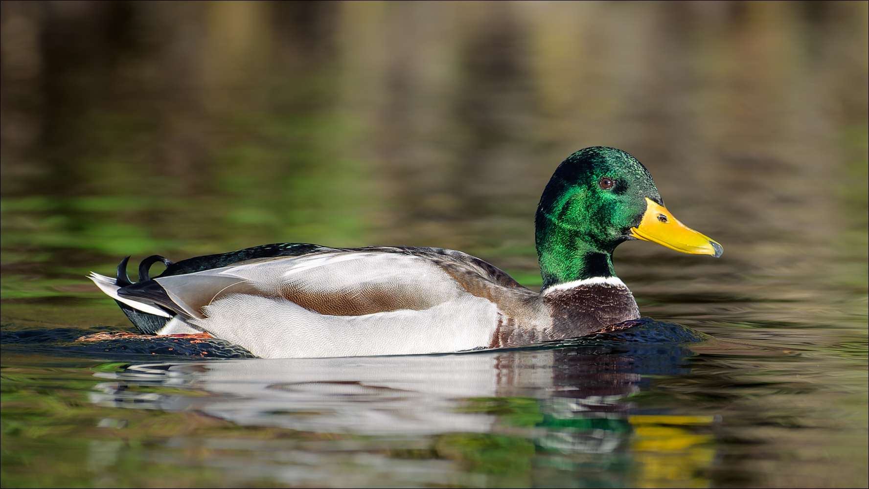 Der Erpel Foto & Bild | tiere, wildlife, wild lebende vögel Bilder auf ...