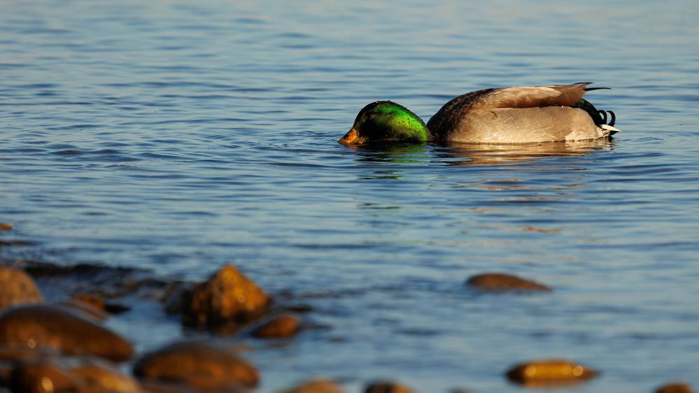 Der Erpel vom Bodensee Foto & Bild | europe, tiere, wildlife Bilder auf ...