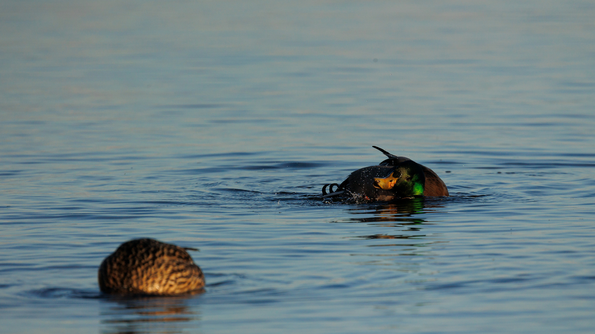 Der Erpel vom Bodensee Foto & Bild | europe, tiere, wildlife Bilder auf ...