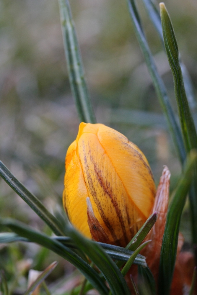 der erste krokus in meinem garten Foto & Bild | anfängerecke ...