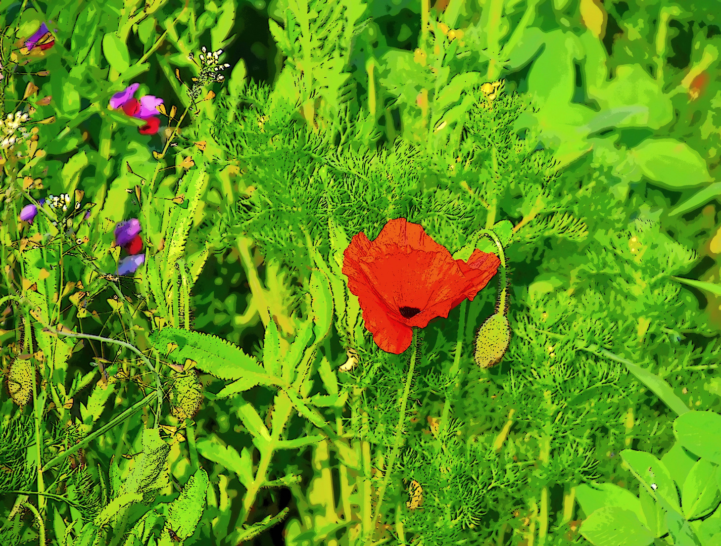 Der erste Mohn Foto & Bild | pflanzen, pilze & flechten, landschaft ...