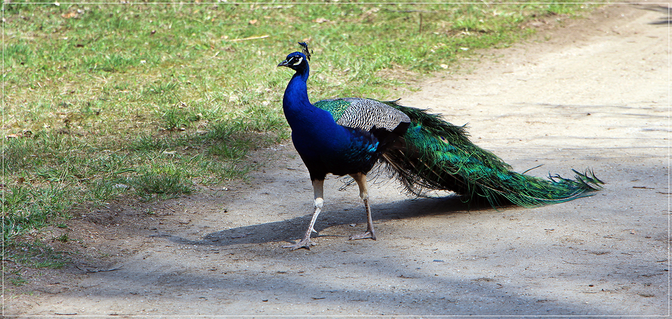 der erste Pfau Foto & Bild | natur, tiere, vögel Bilder auf fotocommunity