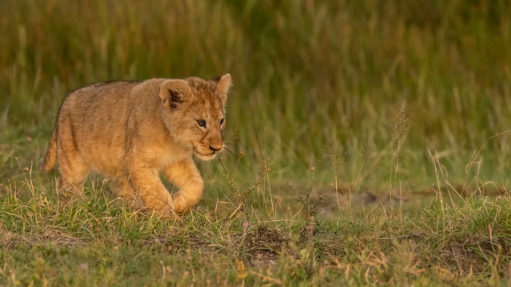 Der erste Pirsch... Foto & Bild | natur, reisen, afrika Bilder auf ...