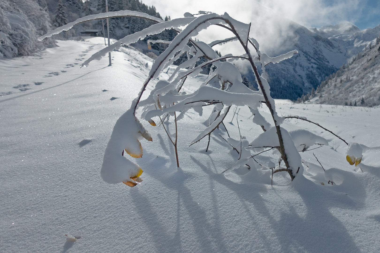 der erste Schnee... Foto & Bild | jahreszeiten, winter, schnee Bilder auf fotocommunity