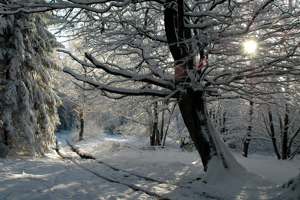 Der erste Schnee Foto & Bild | jahreszeiten, winter, natur Bilder auf ...