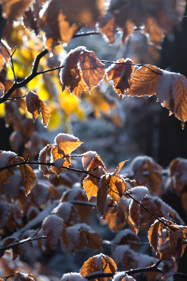 Der erste Schnee Foto & Bild | jahreszeiten, herbst, natur Bilder auf fotocommunity