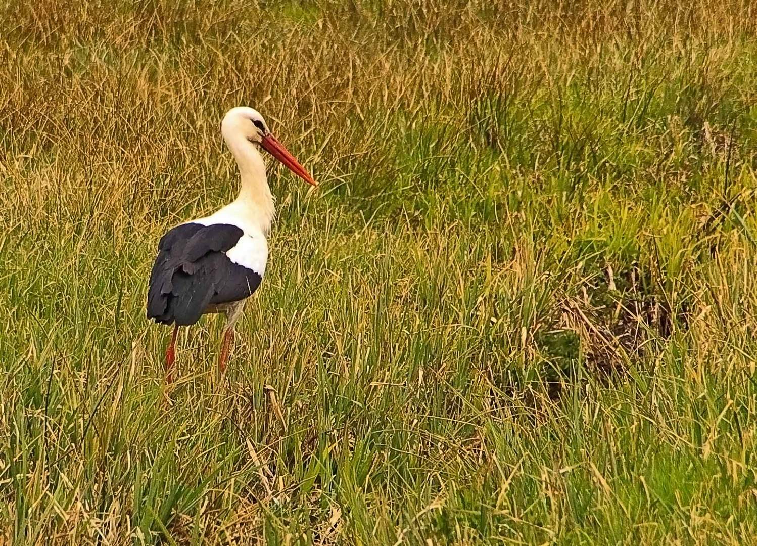 Der erste Storch... Foto & Bild | tiere, wildlife, wild lebende vögel ...
