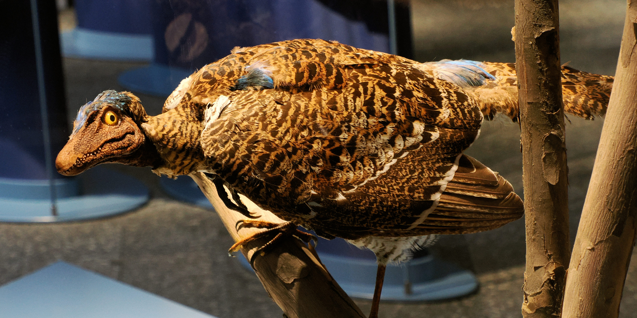 Der erste Vogel … Foto & Bild | dortmund, naturmuseum Bilder auf ...