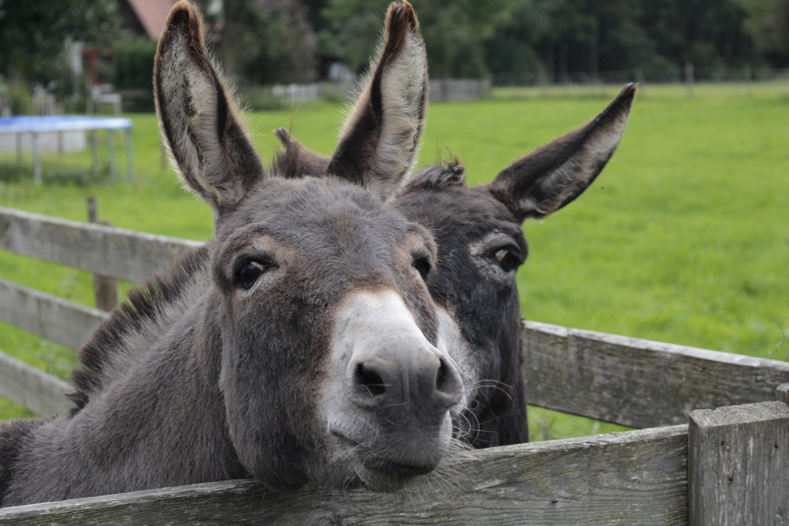 Der Esel :-))) Foto & Bild | tiere, haustiere, pferde, esel, maultiere ...