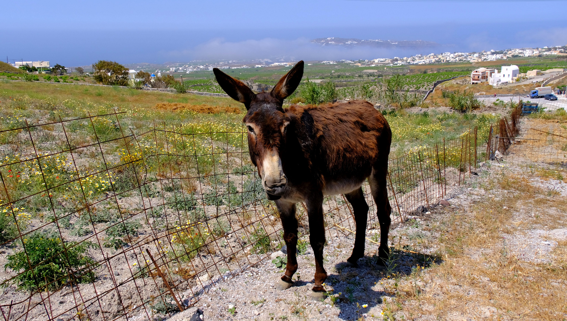 ...der Esel von Pyrgos... Foto & Bild | world, griechenland, greece ...