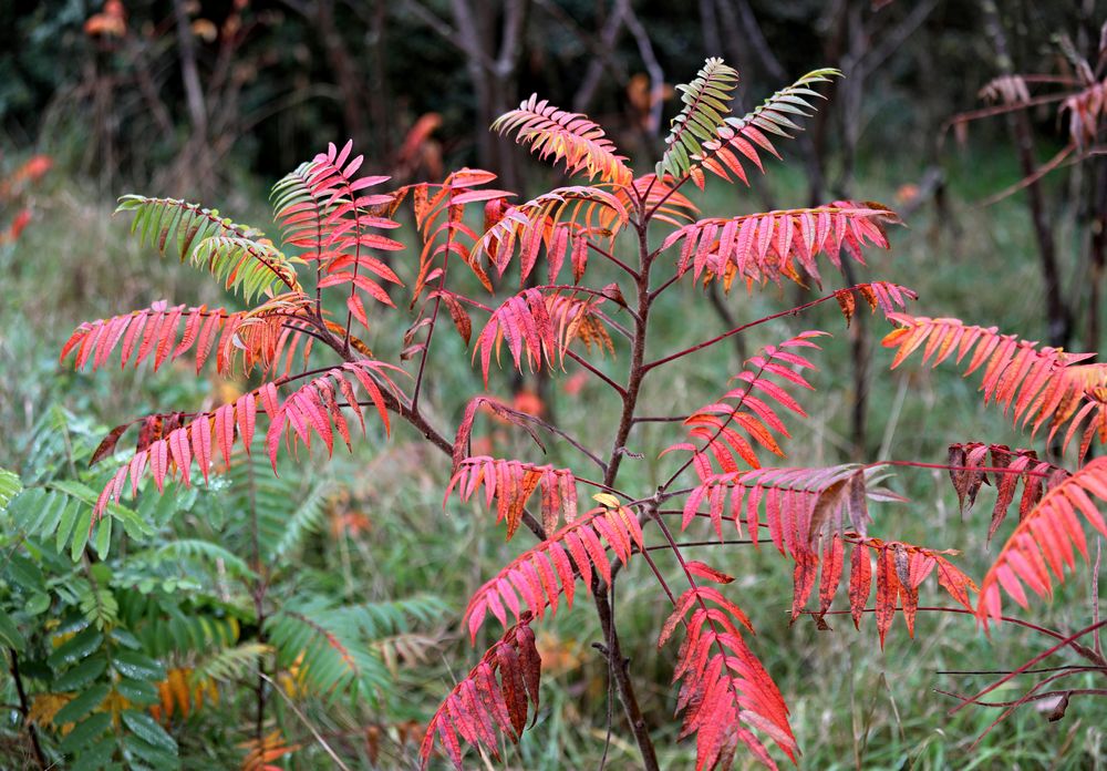 der Essigbaum (Rhus typhina) Foto & Bild | pflanzen, pilze & flechten ...