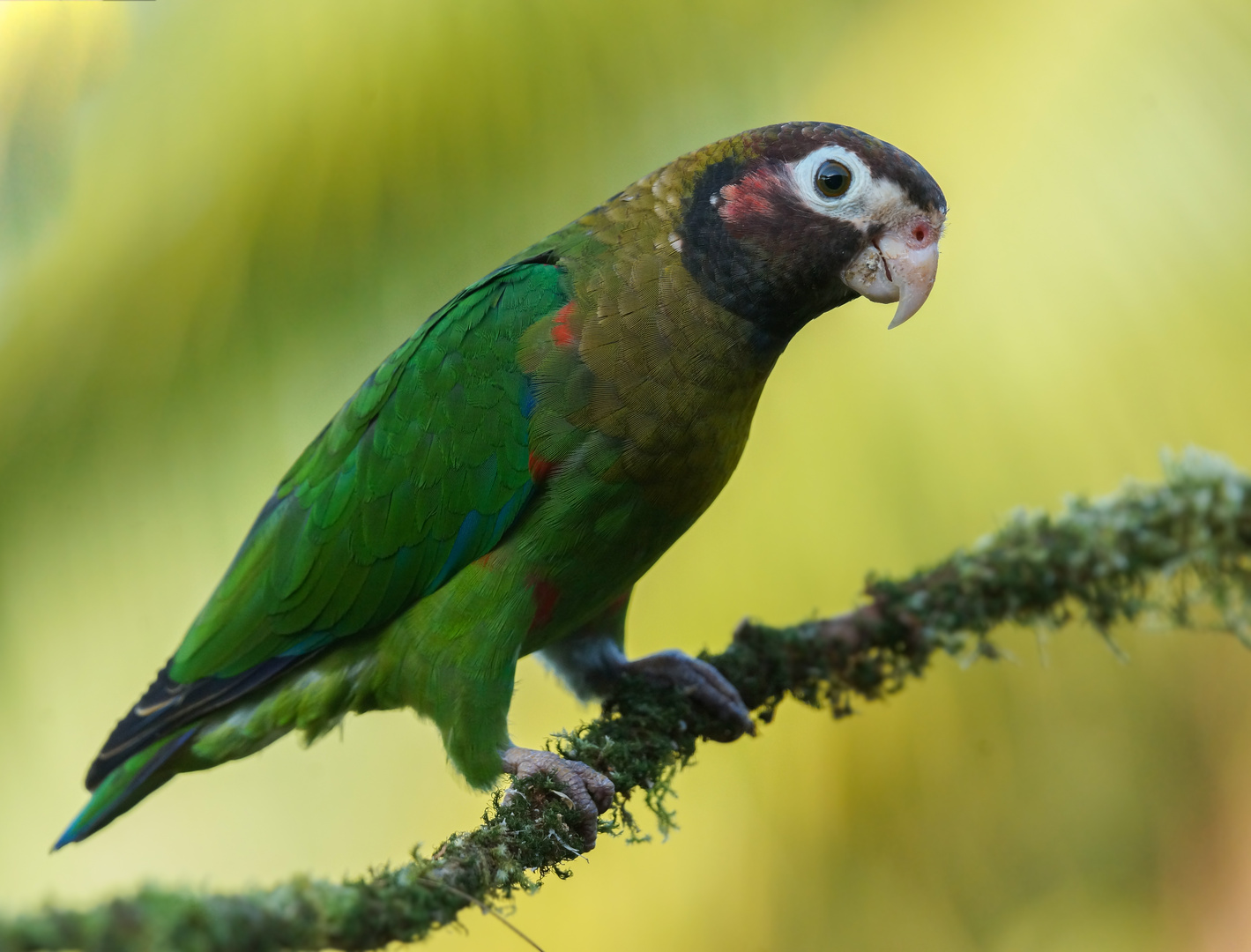 Der Exot Foto & Bild | tiere, wildlife, wild lebende vögel Bilder auf ...